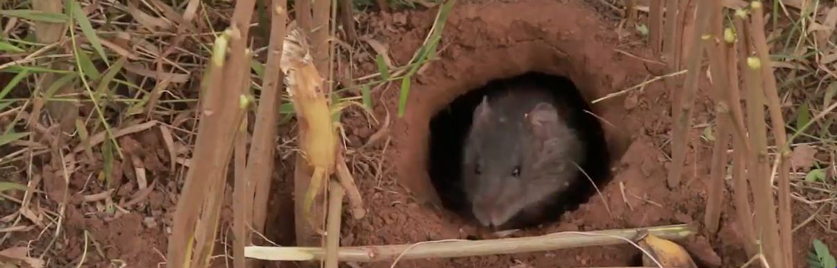 Do Rats Have Bones How Can They Fit In Such Small Holes Do Rats Have Bones How Can They Fit In Such Small Holes